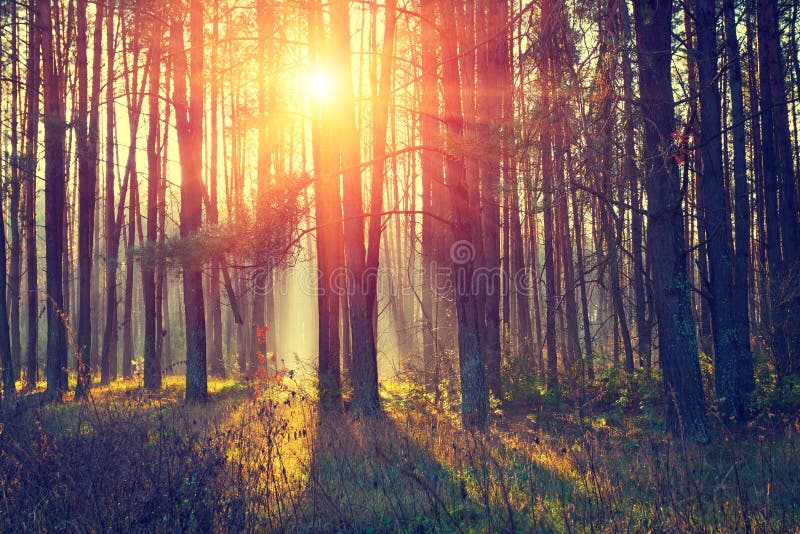 Dawn in the pine forest stock image. Image of grass, mist - 95920533