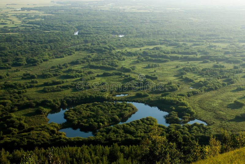 Root by the river stock photo. Image of plant, beach - 114436122