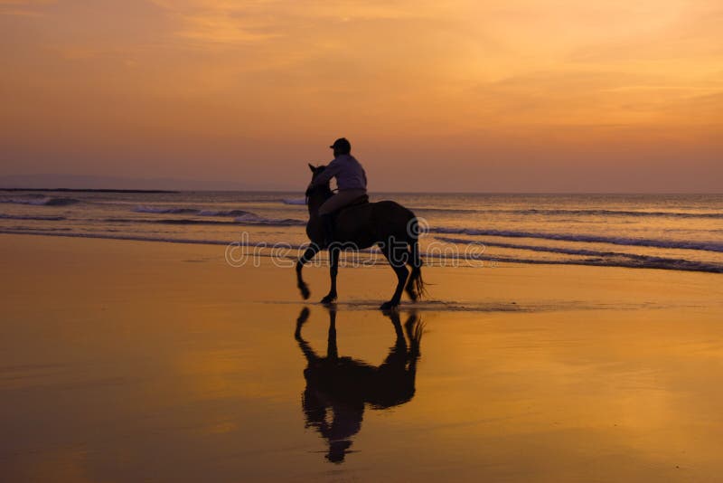 A dawn run stock photo. Image of equestrian, kerry, seaside - 2270324