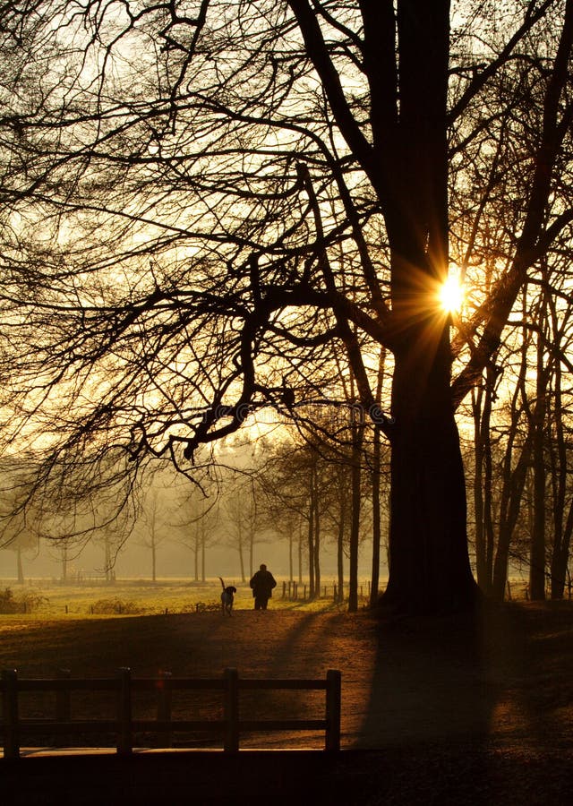 Dawn s Early Light stock image. Image of trees, tree, therapy - 1370577