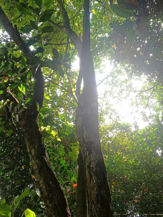 Dawn& X27;s Gentle Glow in the Backyard Oasis Stock Image - Image of ...