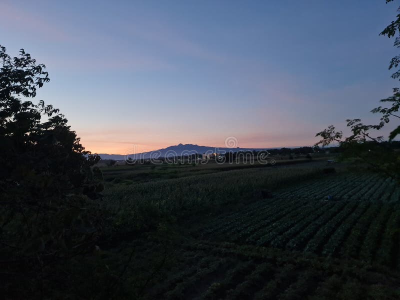 Dawn sky above rice field stock photo. Image of views - 268184720