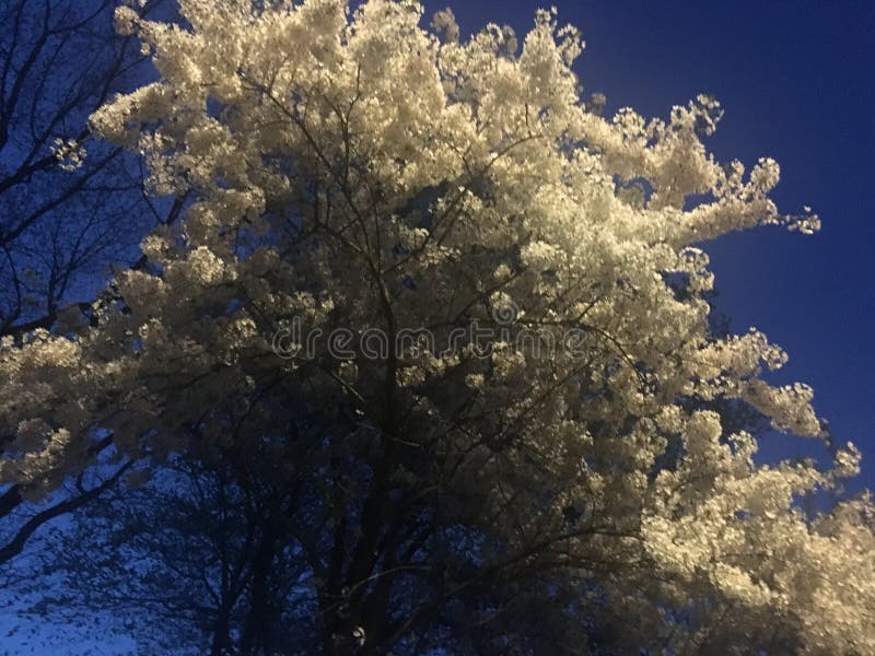 Dawn in Spring in Central Park in Manhattan, New York, NY. Stock Image ...