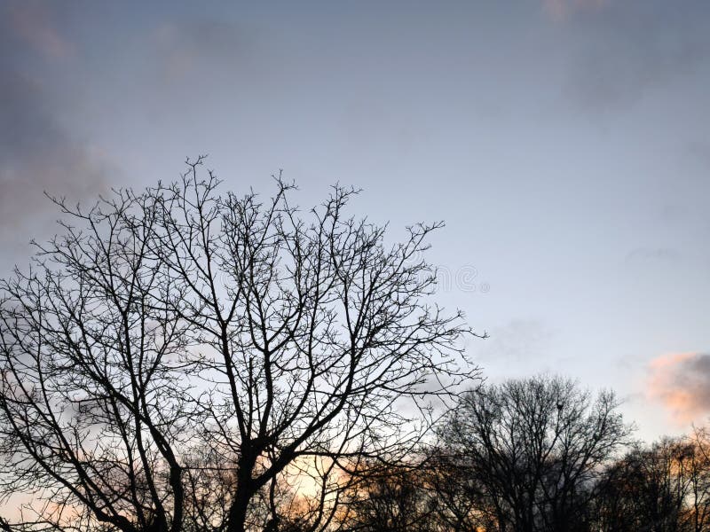 Dawn - the Sun is Still Behind the Old Trees on the Horizon only the ...