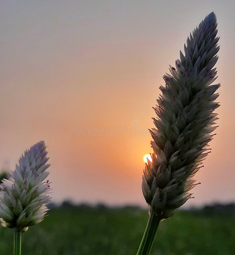 Daybreak with a flower stock image. Image of drawn, flower - 252666777