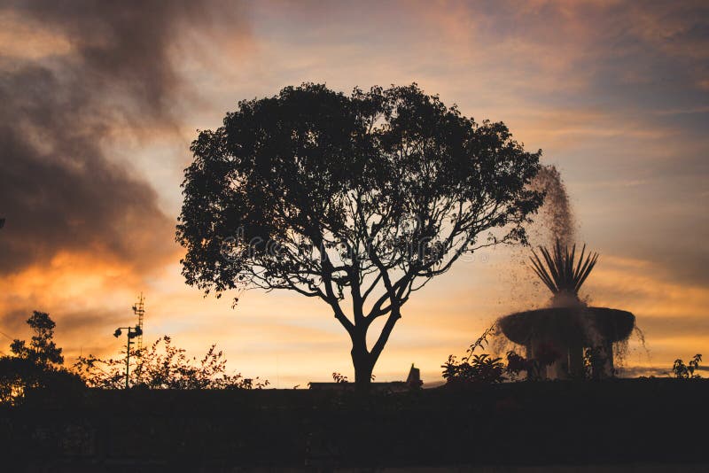 Dawn and tree stock photo. Image of sunset, dusk, flower - 182902824