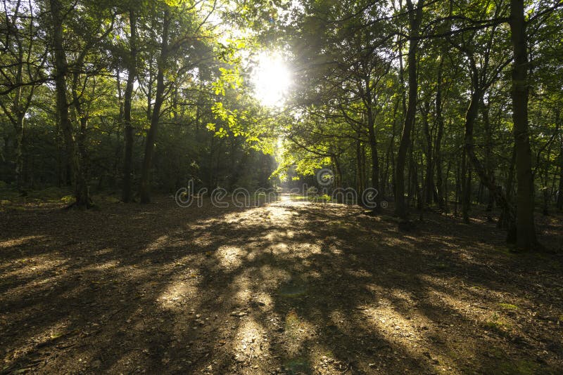 Dawn through the trees stock image. Image of autumn, fall - 45478903