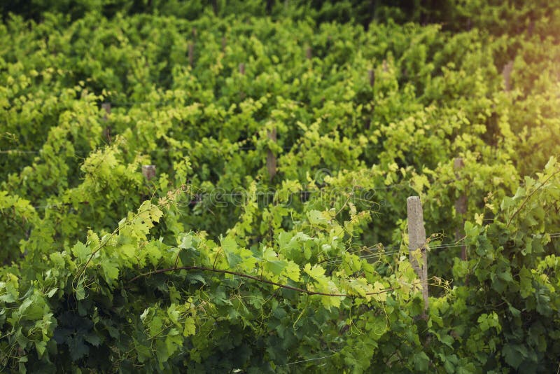 Dawn at the vineyard stock photo. Image of horizontal - 79076268