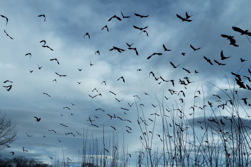 Daws stock image. Image of corvus, colours, crows, daws - 37049297