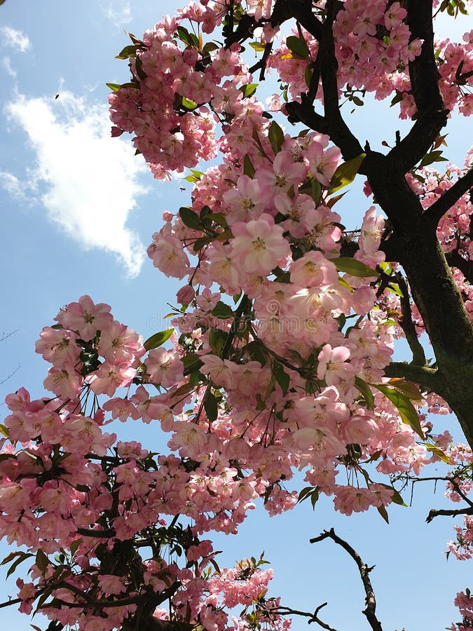 Day in April Cherry Blossoms Bloom in Korea Stock Image - Image of ...