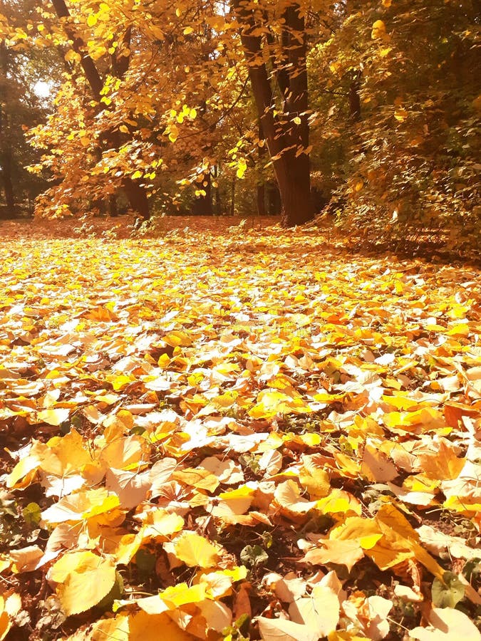A day of the autumn period stock photo. Image of period - 232983628