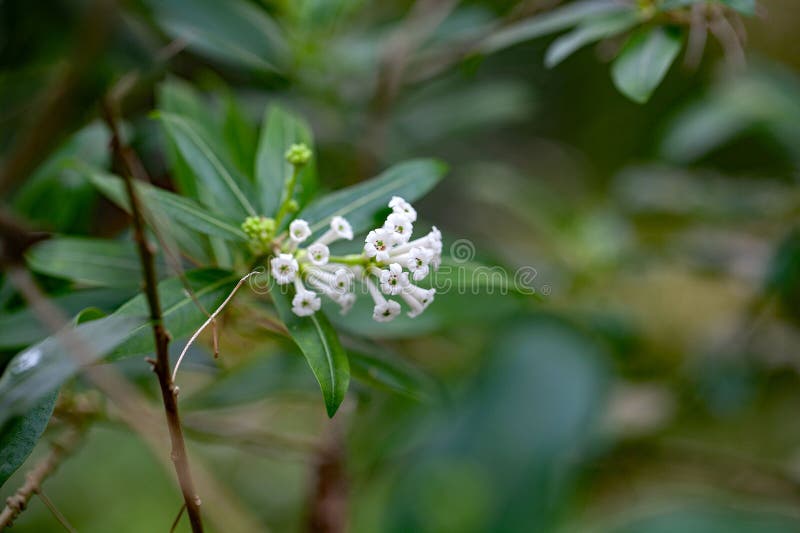 Day Blooming Jasmine, Cestrum Diurnum Stock Image - Image of diurnum ...