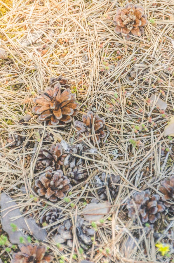 Day Bumps in the Pine Forest Stock Image - Image of moss, ground: 120301383