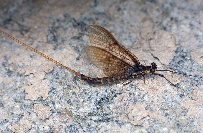 Perlodid Stonefly (Perlodidae) Stock Image - Image of plecoptera, wings ...