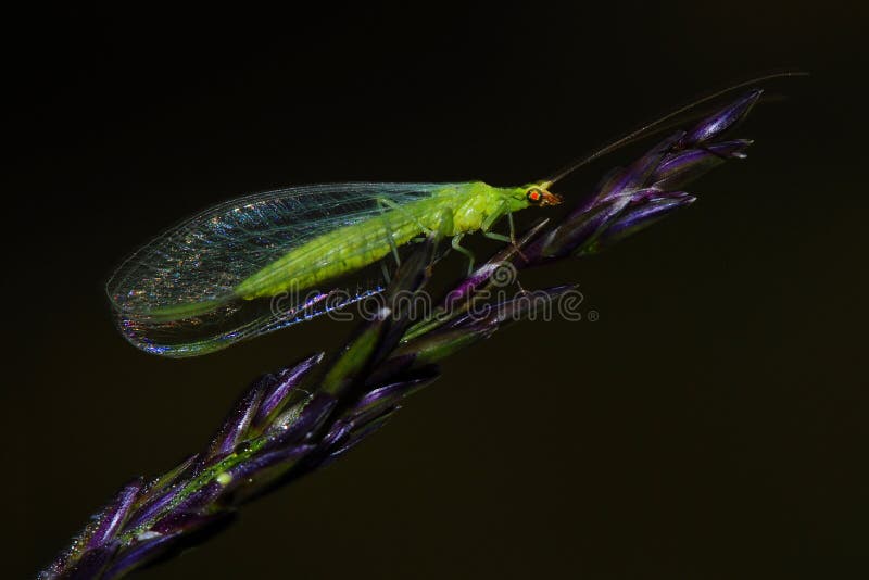 Day Fly Ephemeroptera in the Green Stock Image - Image of network ...