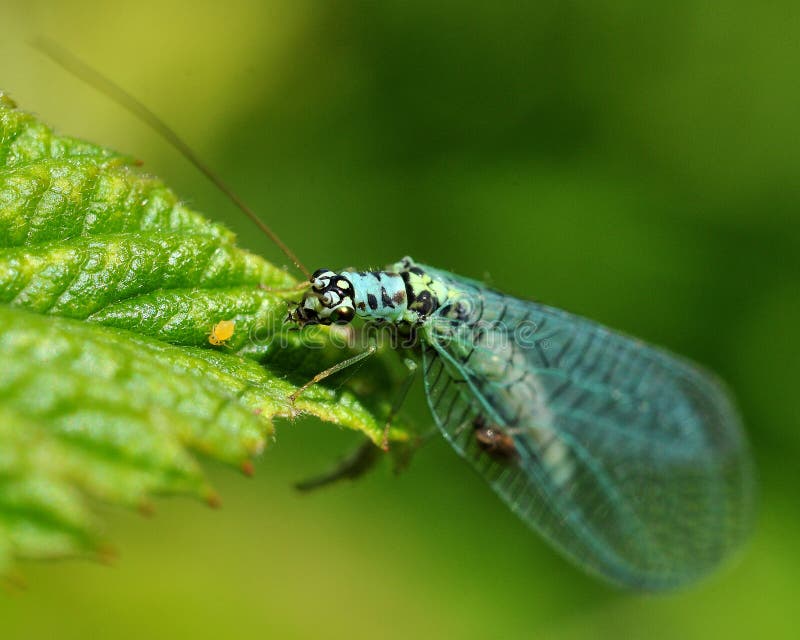 Day Fly Ephemeroptera in the Green Stock Image - Image of network ...
