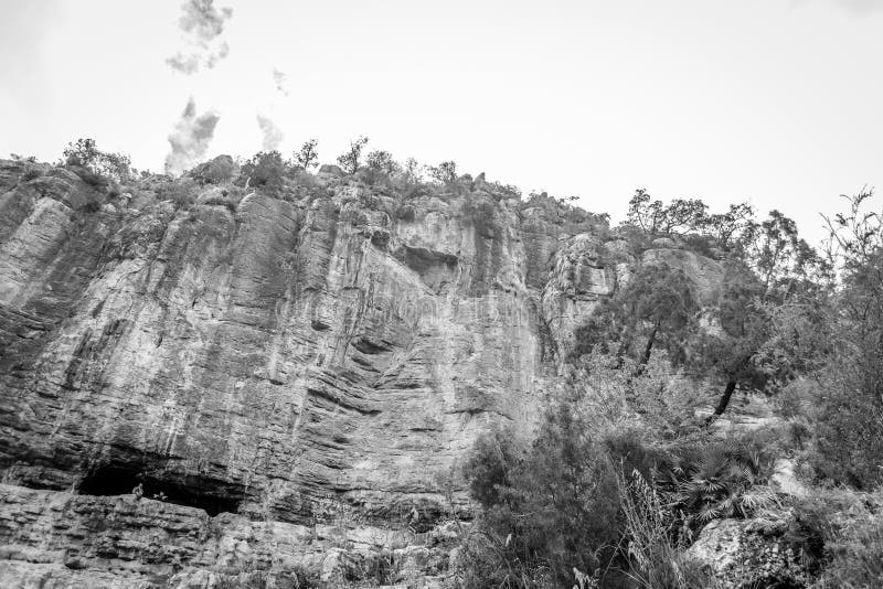 Day in the forest stock image. Image of misty, sunrise - 126983791