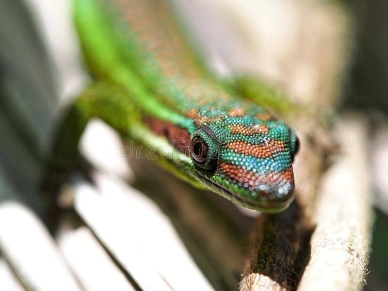 Day gecko posing close-up stock image. Image of pose - 95831411