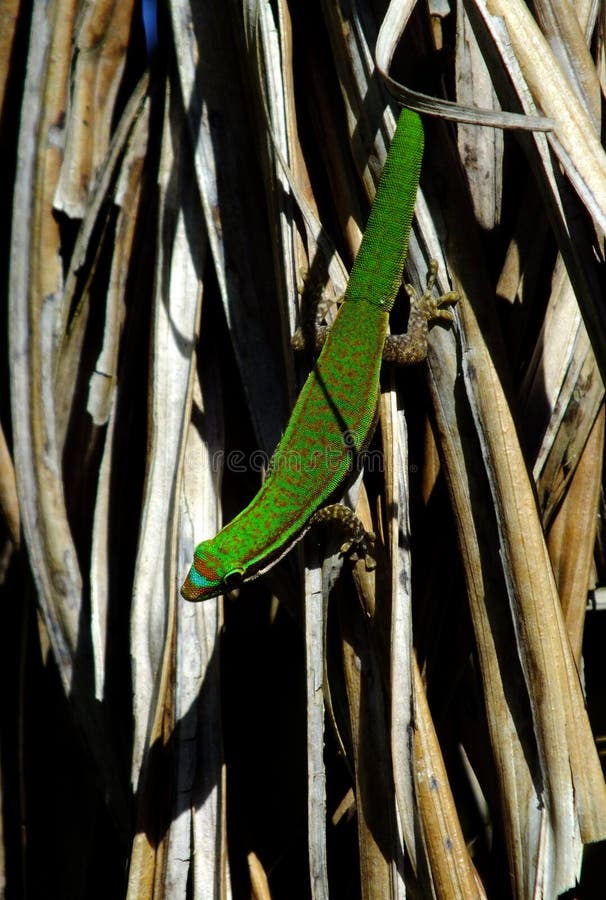 Day gecko on tree stock photo. Image of leaf, exotic - 72880742