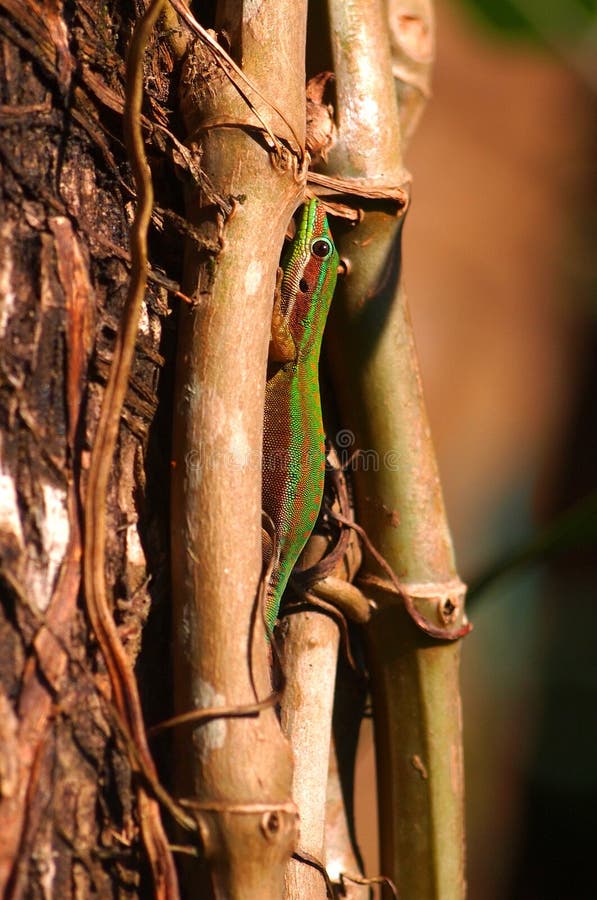 Day gecko on tree stock photo. Image of nature, green - 72883180