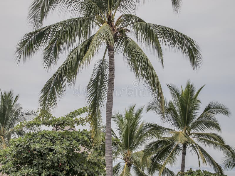 View of Palm Trees at Dawn with a Gray Sky Background Stock Image ...