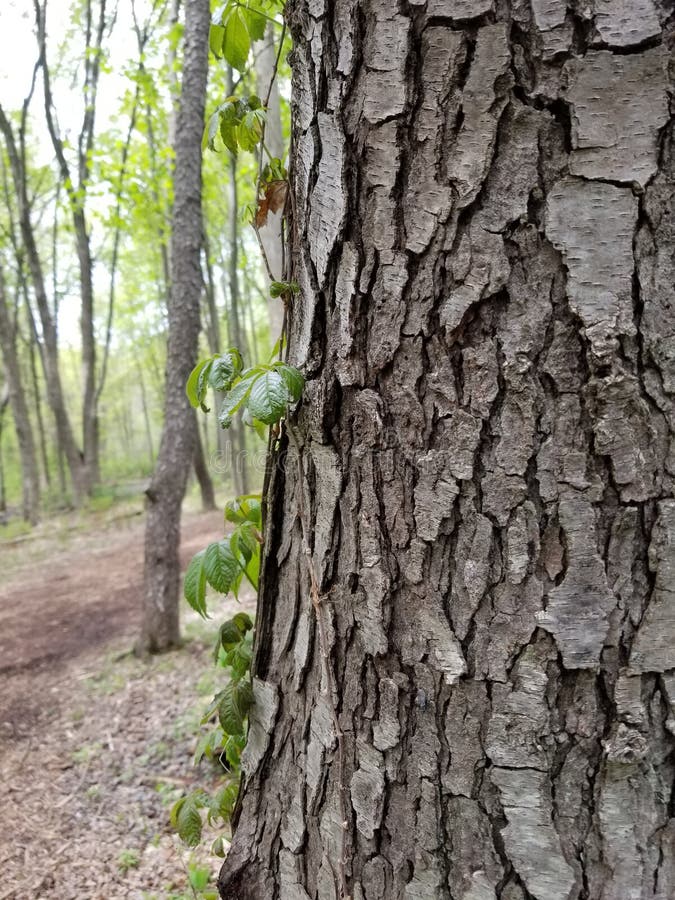 Day Light Forest Side Tree Leaves Stock Photo - Image of forest ...