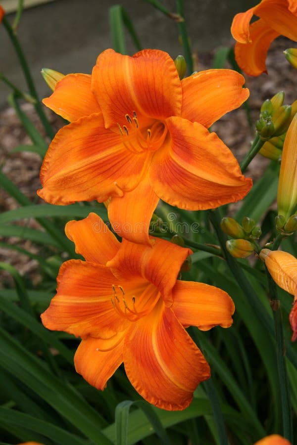Day lilies stock image. Image of flower, perennial, lily - 11250951