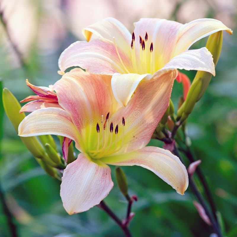 Day lilies stock image. Image of copy, space, pistil - 20498275