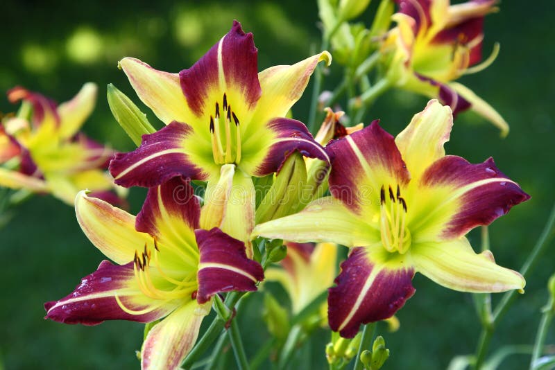 Day Lilly stock photo. Image of outdoors, flower, fragrance - 5612946