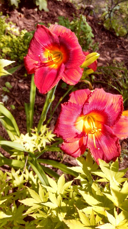Day Lilly stock image. Image of garden, lilly, flower - 47313429