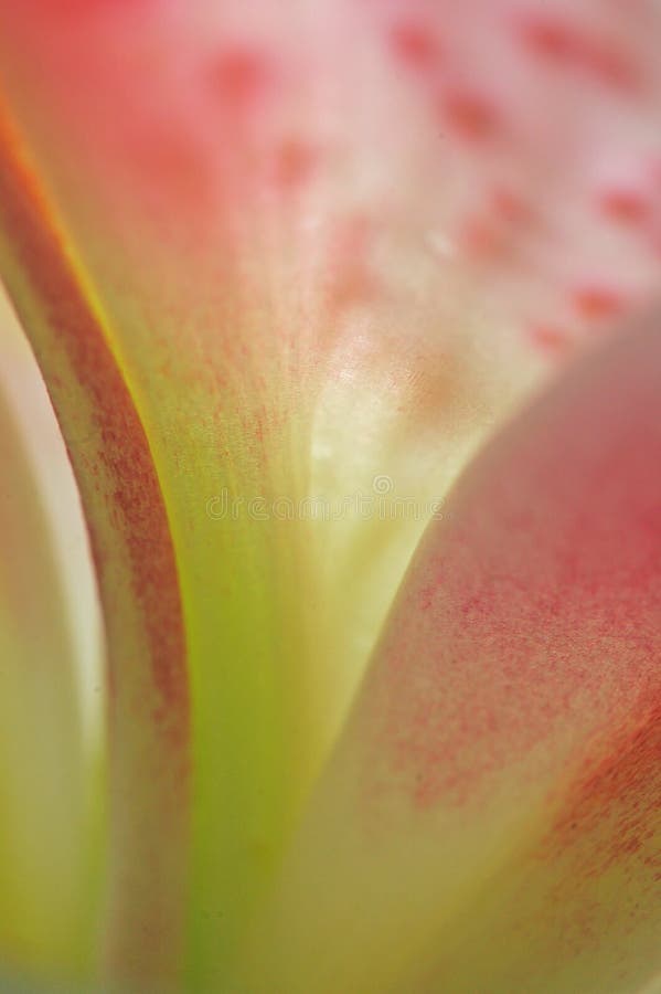 Day lilly petals stock image. Image of plants, wildflowers - 51029