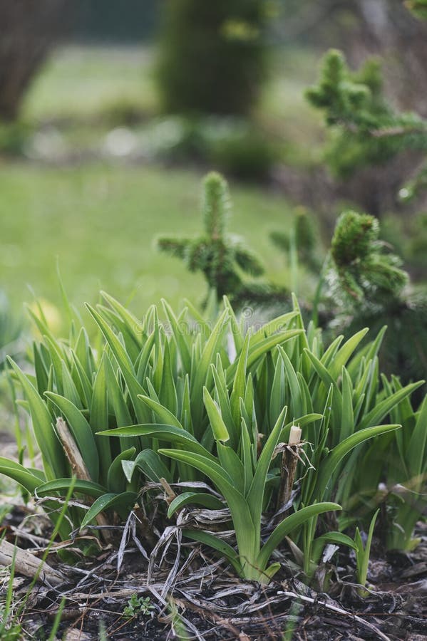 Day-lily First Sprouts in Spring Garden. Stock Photo - Image of grass ...