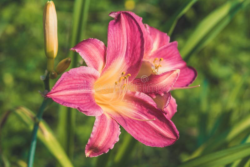 Day-lily Flower in the Garden Stock Photo - Image of natural, close ...