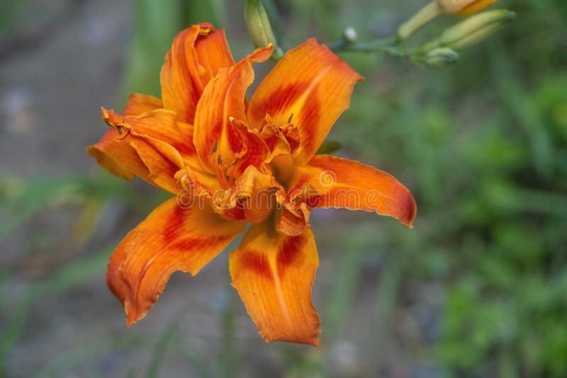 Day Lily flower stock image. Image of beauty, leaves - 223920115
