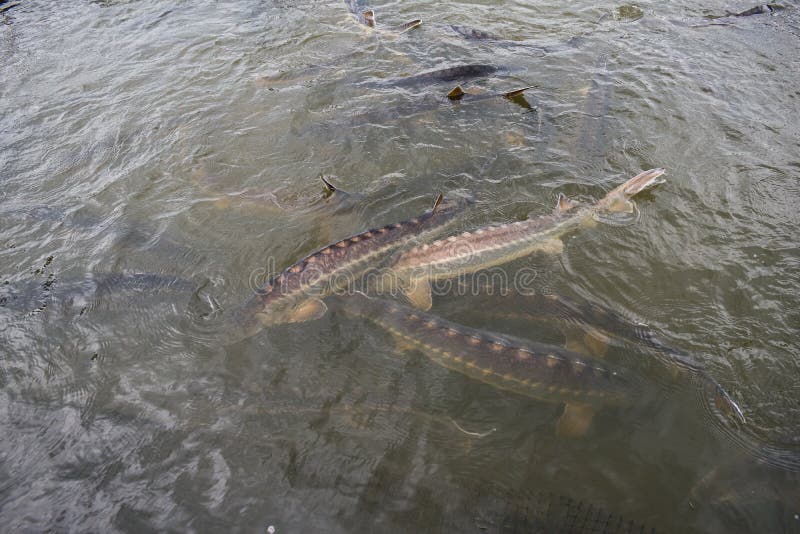 Day Living in the Gray Water Fish Stock Image - Image of health, nature ...