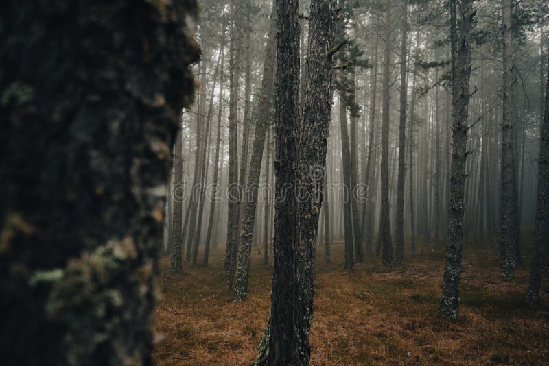 Day with a Lot of Fog in the Forest in the Pyrenees Stock Image - Image ...