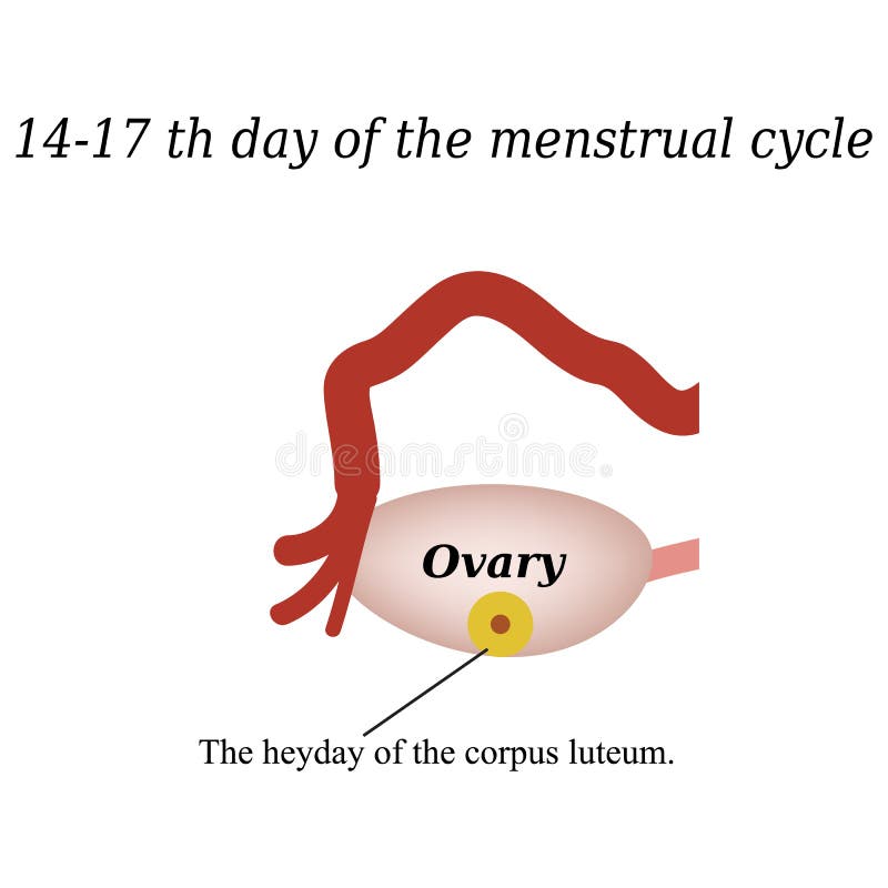 14 Day Menstrual Cycle Ovulation Vector Stock Illustrations – 4 14 Day ...