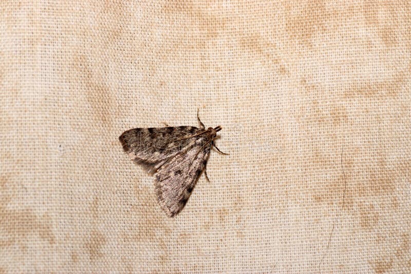 Day and Moth in Close-up Shot and in Best Photo Quality Stock Photo ...