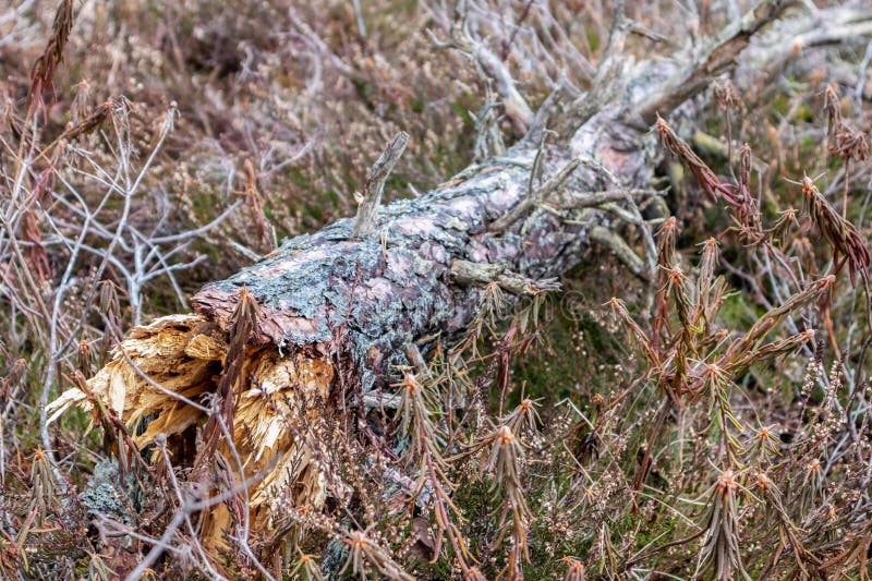 Nature View of a Swamp with a Wind Blown Pine Tree in the Foreground ...