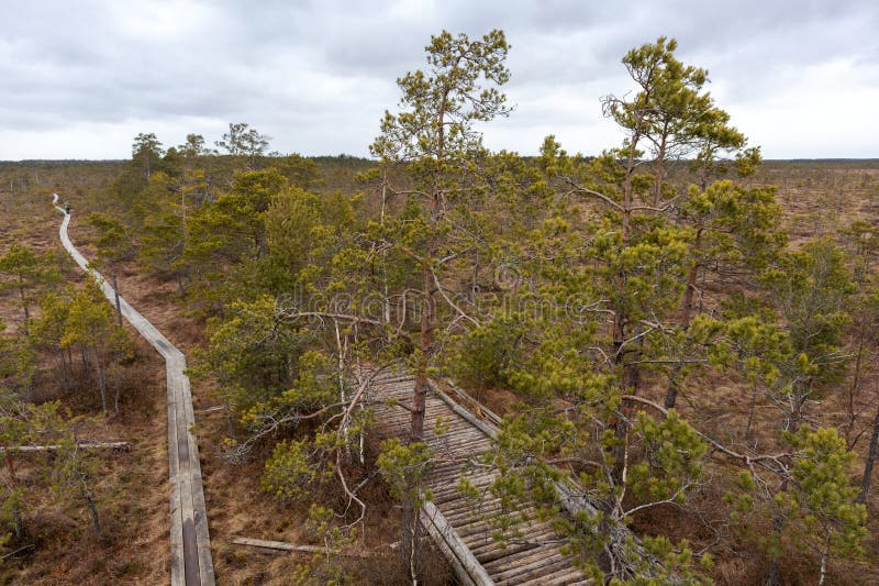 Day Nature View of Brown and Green Bog with Bog Walking Path from Above ...