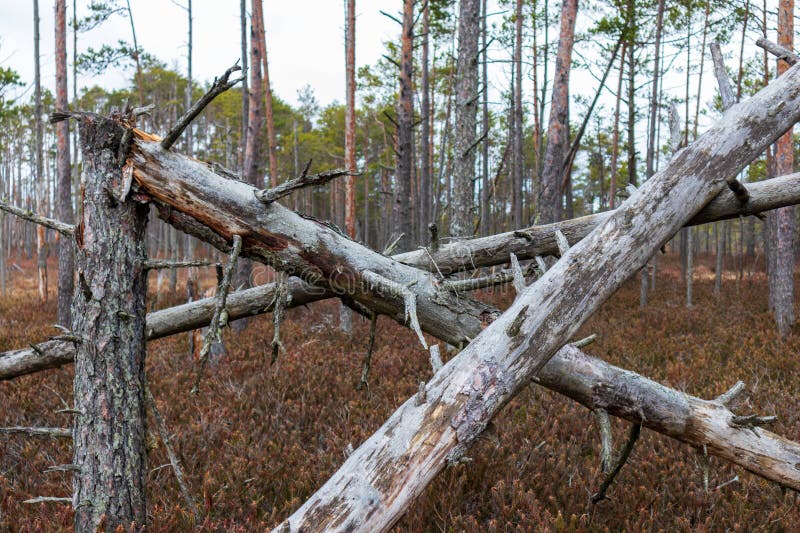 Nature View of a Swamp Forest through Three Fallen Tree Trunks in the ...