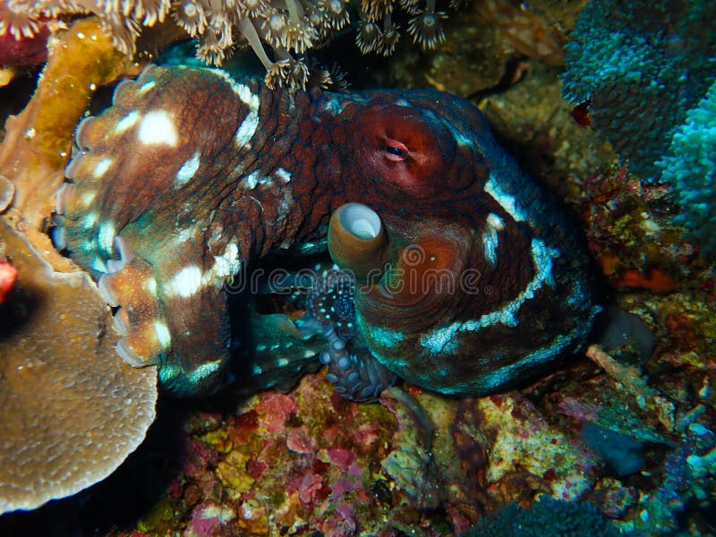 Day Octopus Lying in the Reef Stock Photo - Image of alam, coral: 194424656