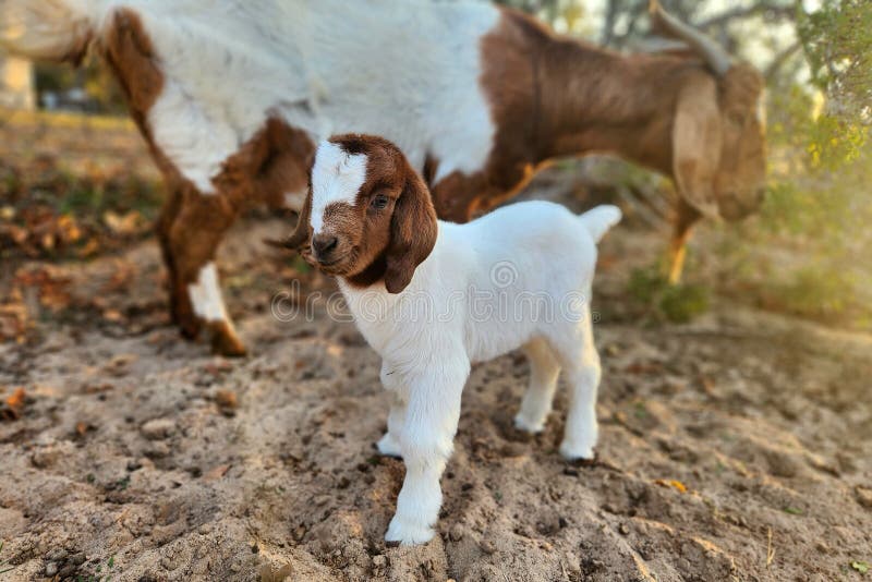 Day old baby goat and mom stock image. Image of bovine - 261202321