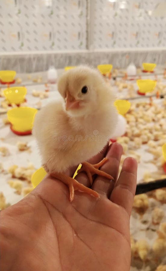 Day old chick stock photo. Image of chick, chicken, breeding - 263768638