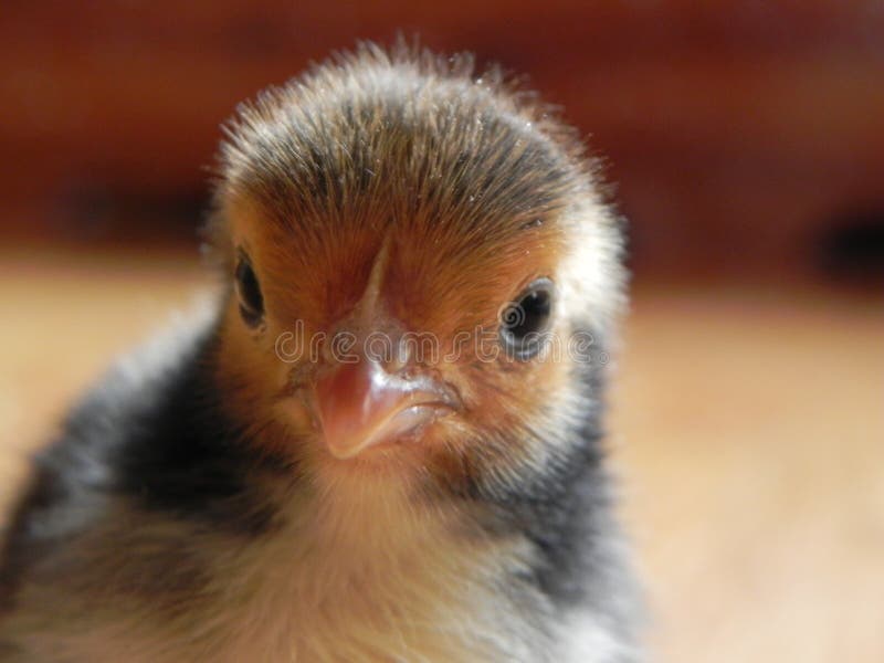 Day old Chick stock image. Image of camera, alberta, chicken - 54334175