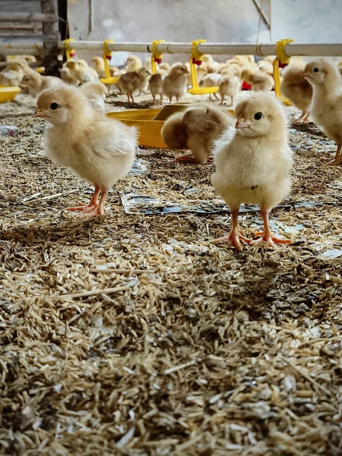 Day Old Chick in the Free Range Farm Stock Image - Image of poultry ...
