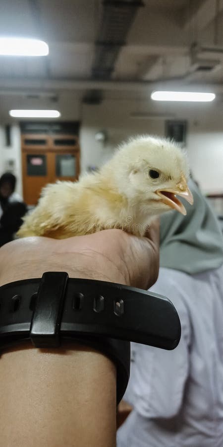 Day old chick on hand stock photo. Image of chick, small - 177559606