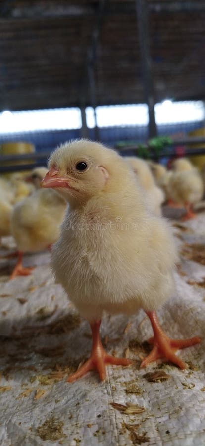 Day Old Chicken & X28;DOC& X29; Stock Image - Image of chicken, chick ...