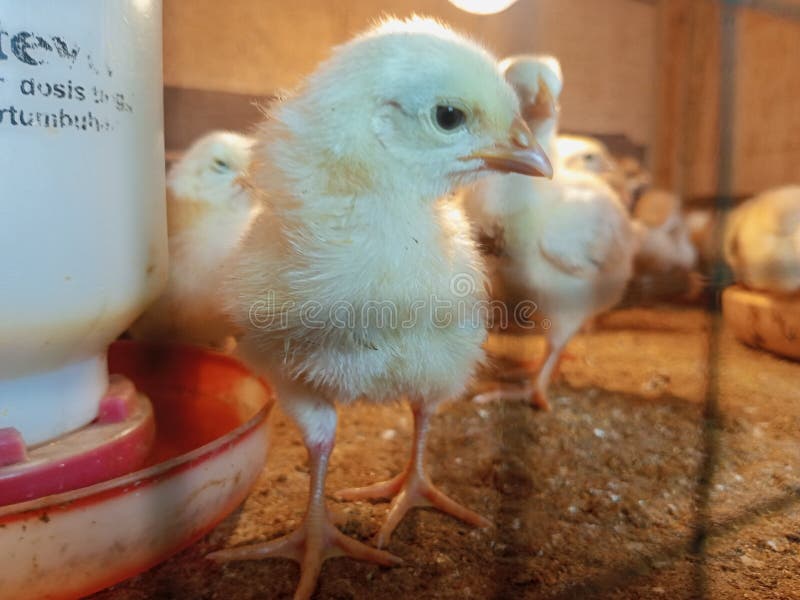 Day old chicken hen stock photo. Image of cook, chicken - 356475794