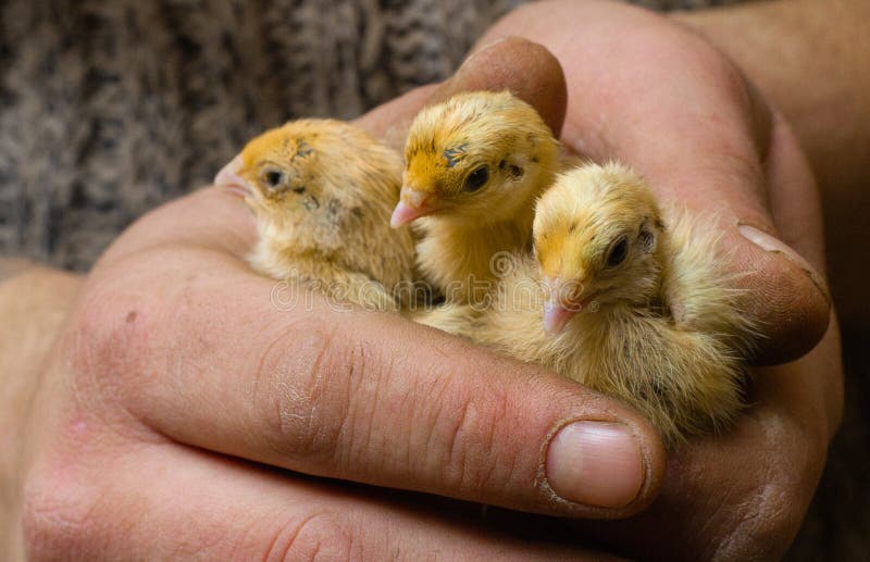 Day-old Chicks of Quail in the Hands of a Farmer Stock Photo - Image of ...